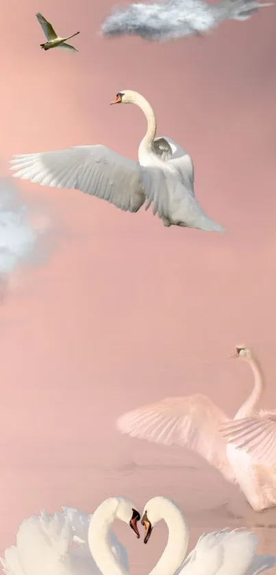 Elegant Swan Cloudscape Wallpaper - free download