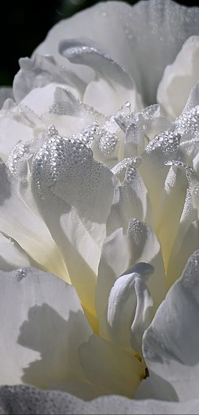 Elegant White Flower Wallpaper - free download