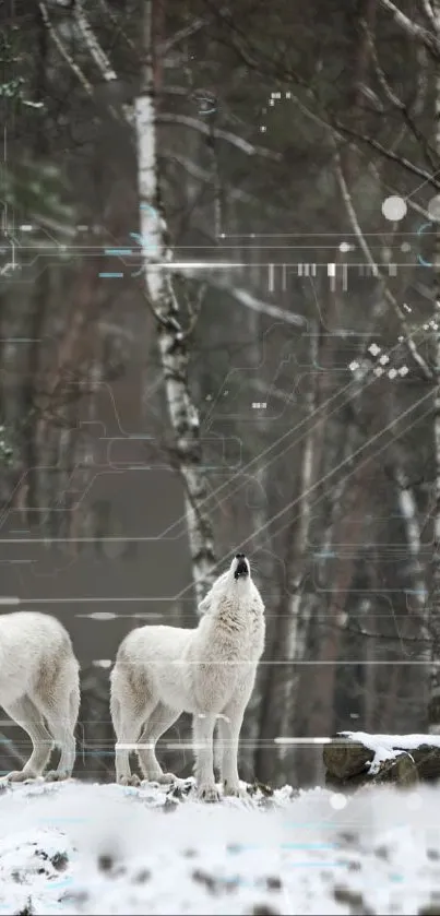 Elegant Wolves in Snowy Forest - free download