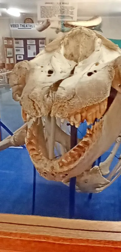 Fierce Animal Skull Display - free download