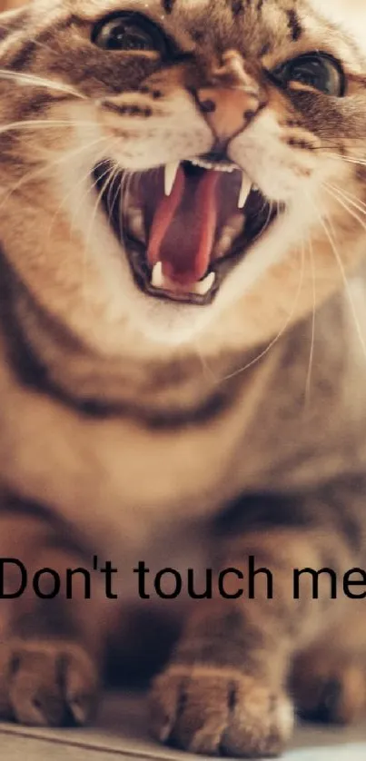 Fierce Cat Mobile Wallpaper - free download