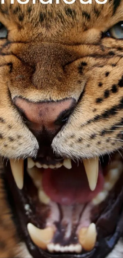 Fierce Leopard Roar Wallpaper - free download