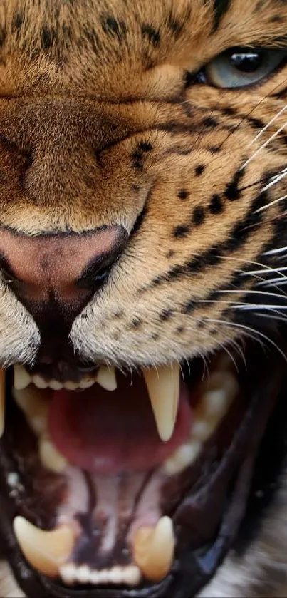 Fierce Leopard Roaring Wallpaper - free download