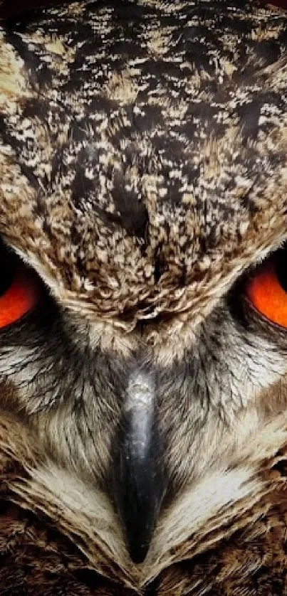 Fierce Owl Eyes Wallpaper - free download