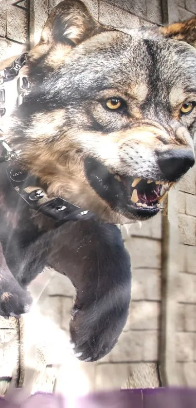 Fierce Wolf Mobile Wallpaper - free download