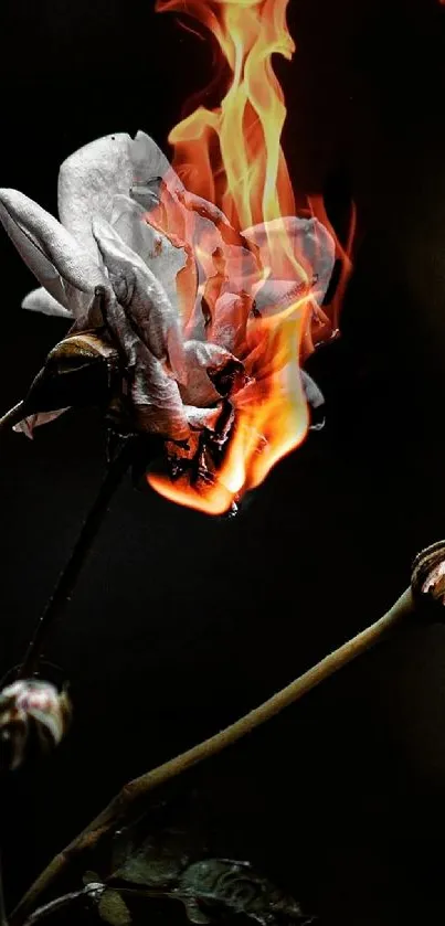 Fiery Flower Mobile Wallpaper - free download