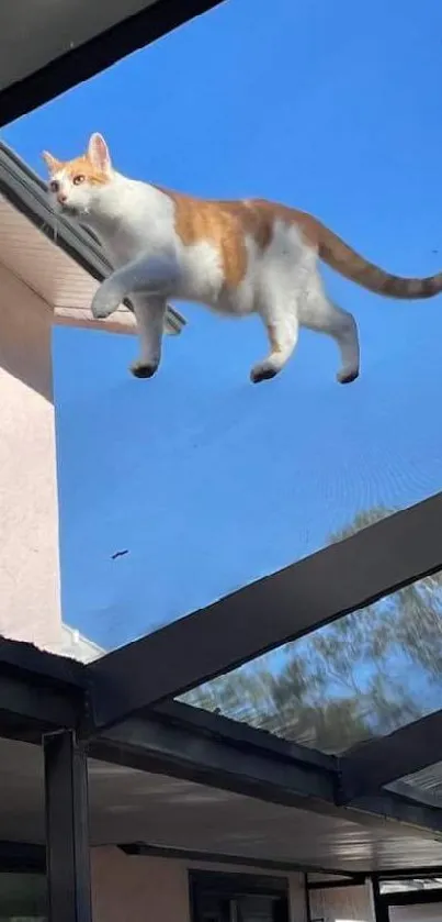 Floating Cat on Roof - free download