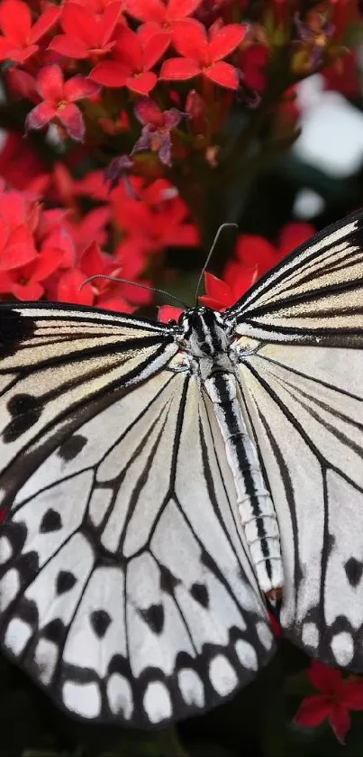 butterfly Live Wallpaper - free download