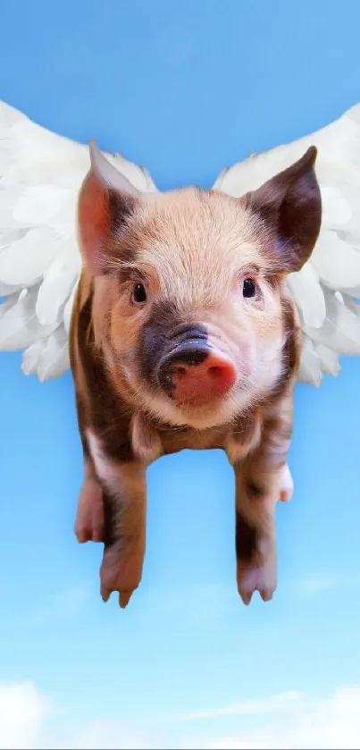 Flying Pig Cute Wallpaper - free download
