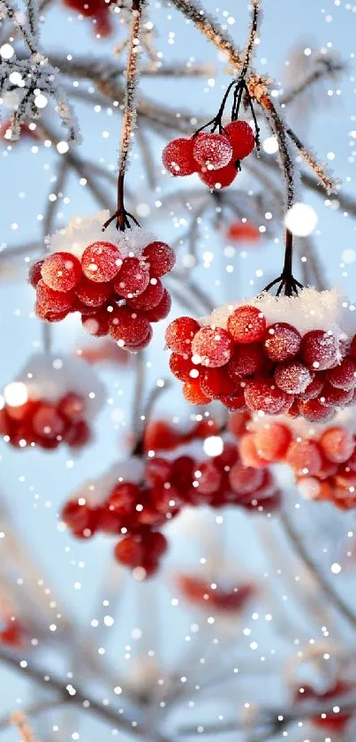 Frosted Red Berry Wallpaper - free download
