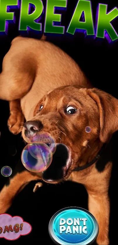 Funny Dog Bubbles Wallpaper - free download