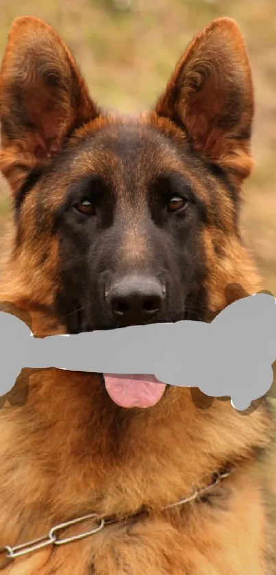 German Shepherd Dog Wallpaper - free download