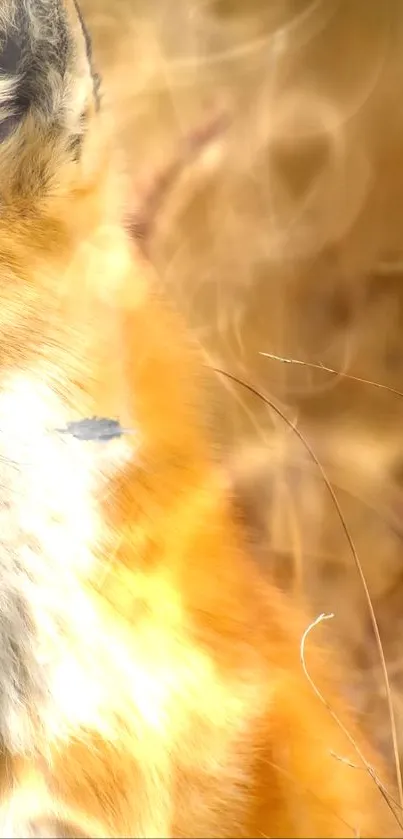 Golden Fox Mobile Wallpaper - free download