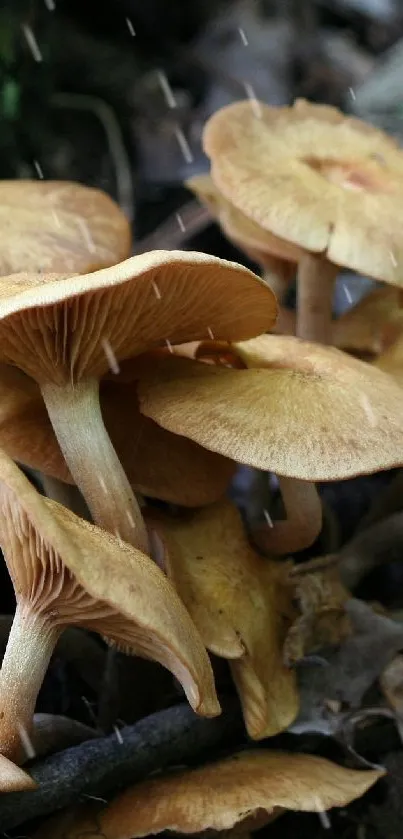 Golden Mushrooms Forest Scene - free download