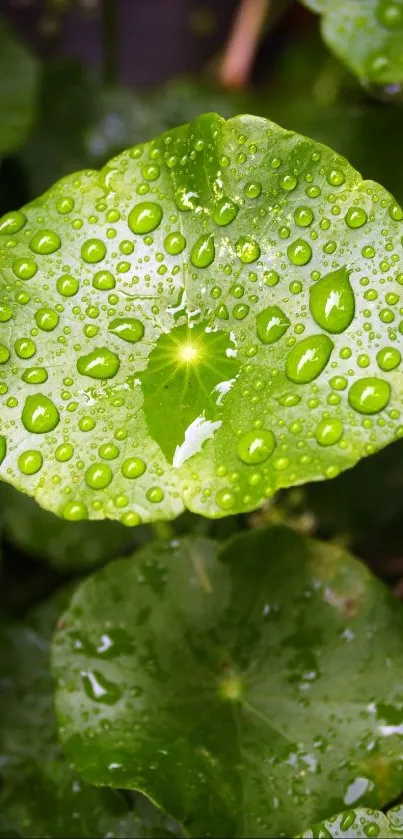 Green Dew-Drop Leaf Wallpaper - free download
