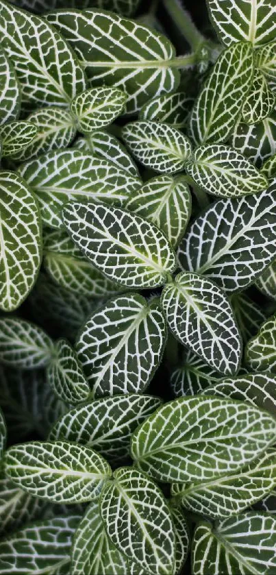 Green Leaf Pattern Wallpaper - free download