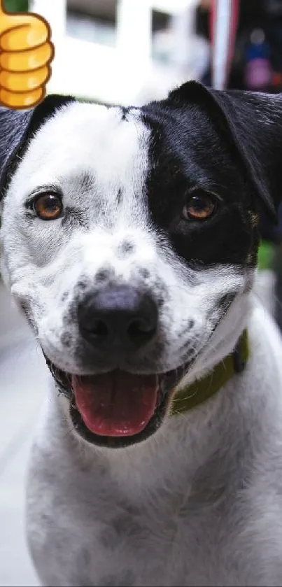 Happy Dog with Thumbs Up - free download