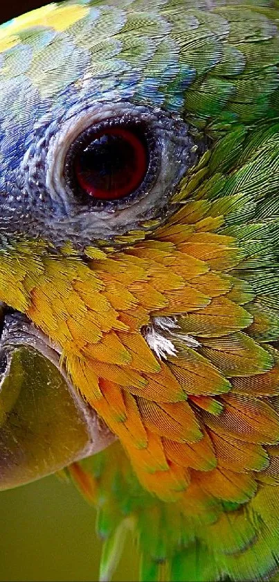 cute parrot Live Wallpaper - free download