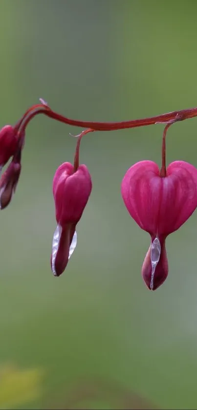 Heart-Shaped Pink Flowers Wallpaper - free download