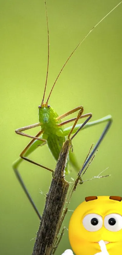 Insect and Emoji Mobile Wallpaper - free download