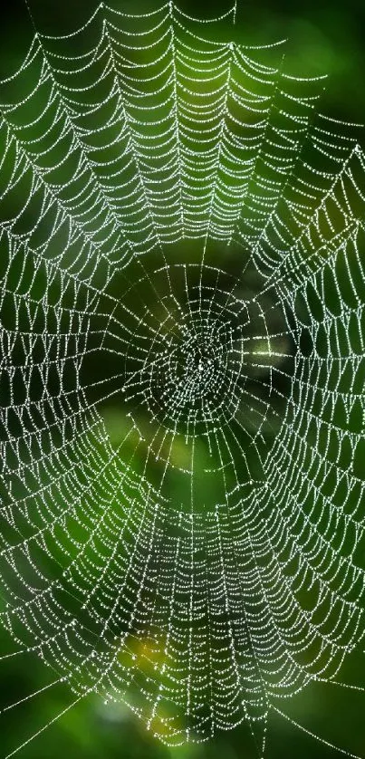 Intricate Spider Web Art - free download