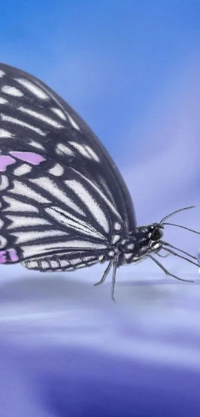 Invertebrate Blue Arthropod Live Wallpaper - free download