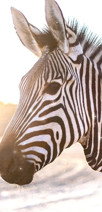 Landscape Snout Terrestrial Animal Live Wallpaper - download