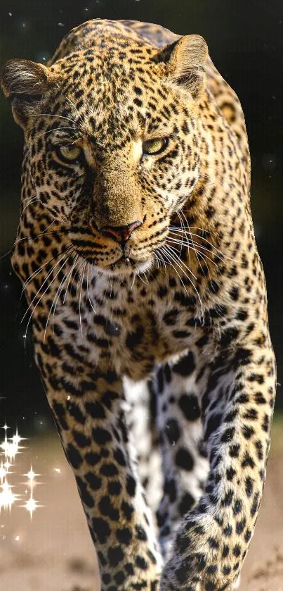 Leopard in Action Wallpaper - free download