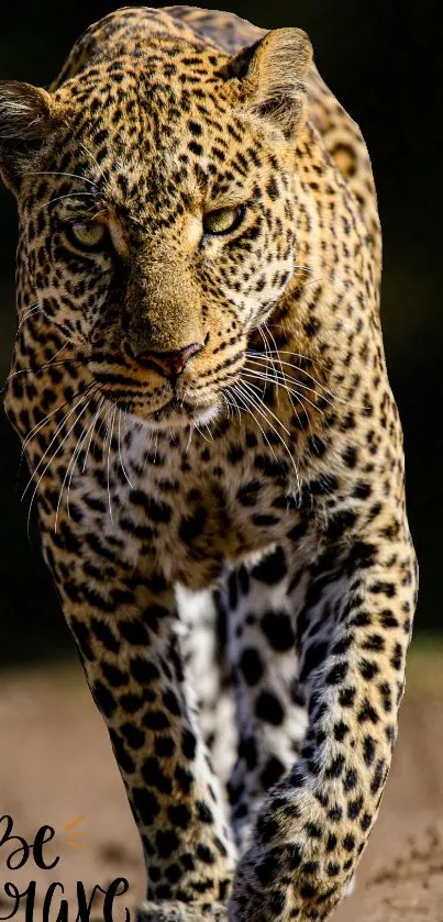 Leopard in Action Wallpaper - free download