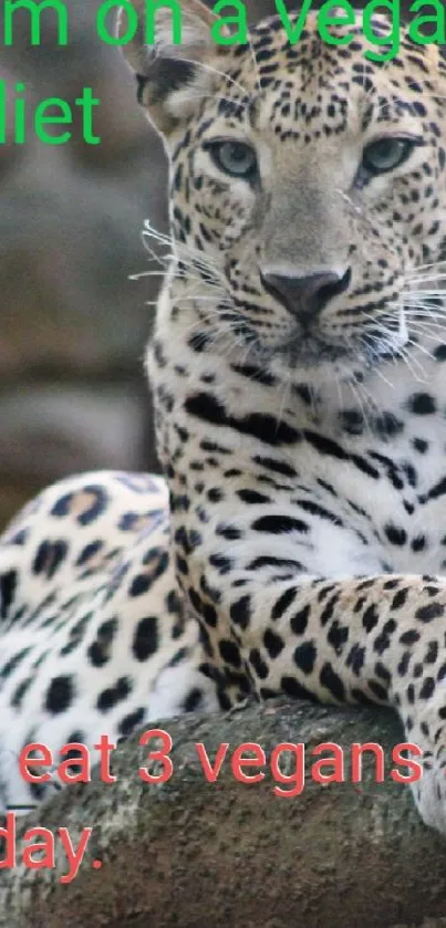 Leopard on Tree Funny Wallpaper - free download