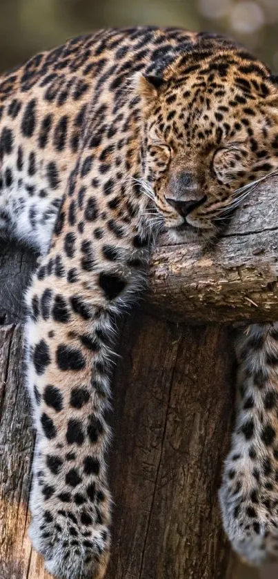 Leopard Resting on Tree Wallpaper - free download