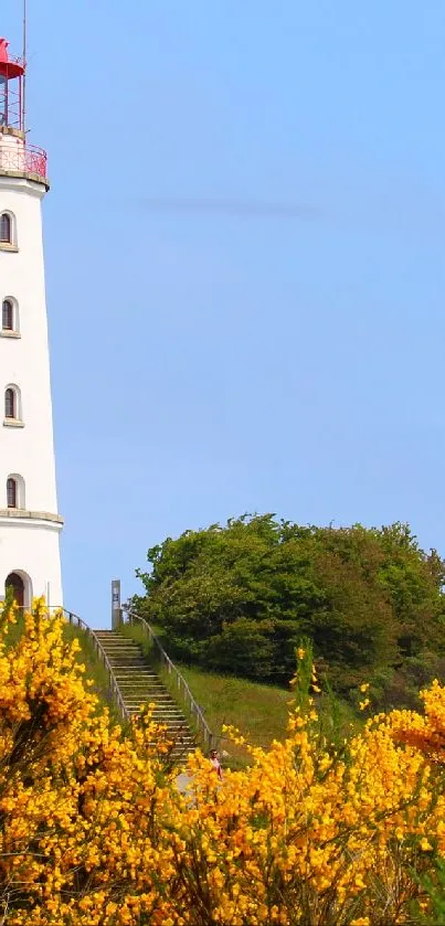 Lighthouse and Yellow Flowers - free download
