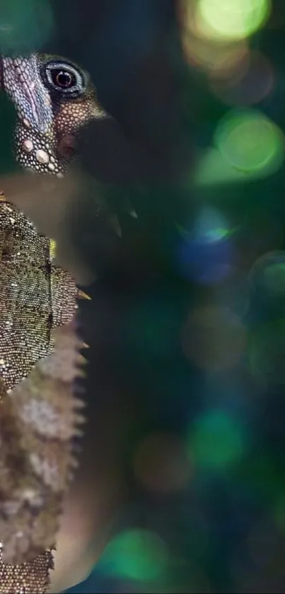 Lizard on Forest Background - free download