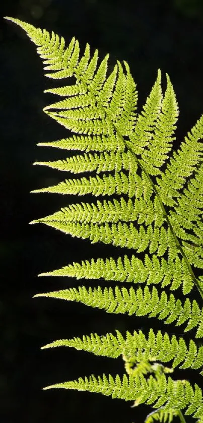 Lush Green Fern Wallpaper - free download Lush Green Fern Wallpaper - free download