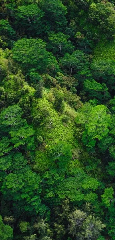 Lush Green Forest Aerial View - free download