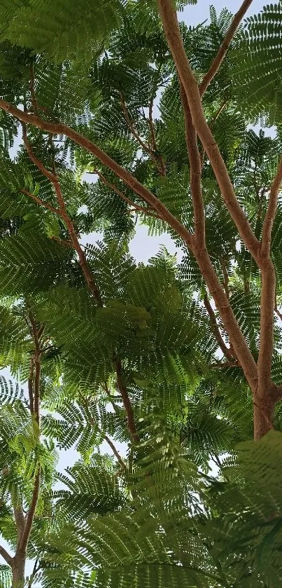 Lush Green Tree Canopy Wallpaper - free download