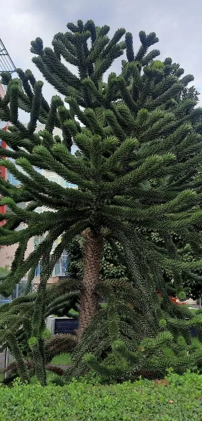 Lush Urban Tree Landscape - free download