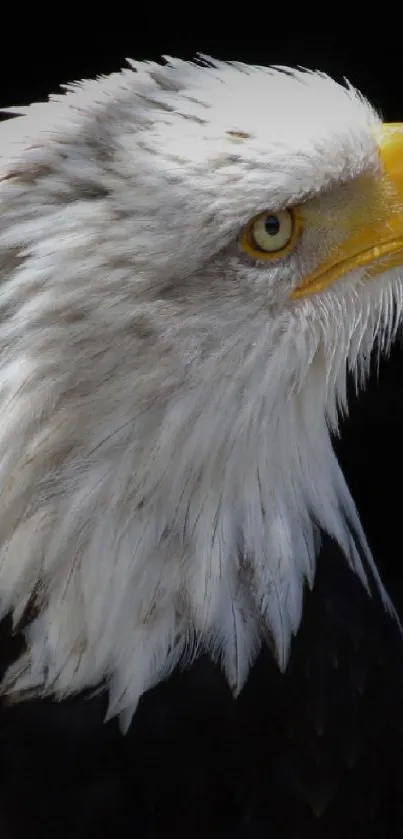 Majestic Bald Eagle Wallpaper - free download