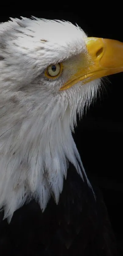 Majestic Bald Eagle Wallpaper - free download