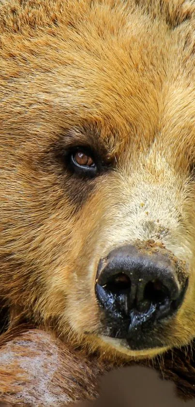 Majestic Bear Close-Up Wallpaper - free download