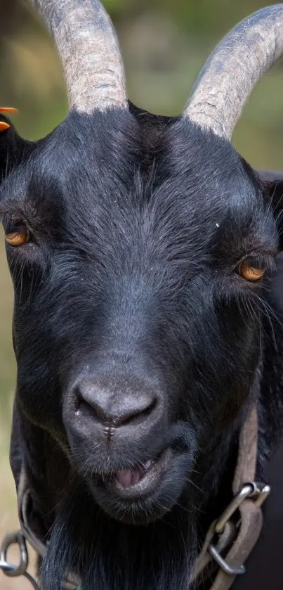 Majestic Black Goat Portrait - free download
