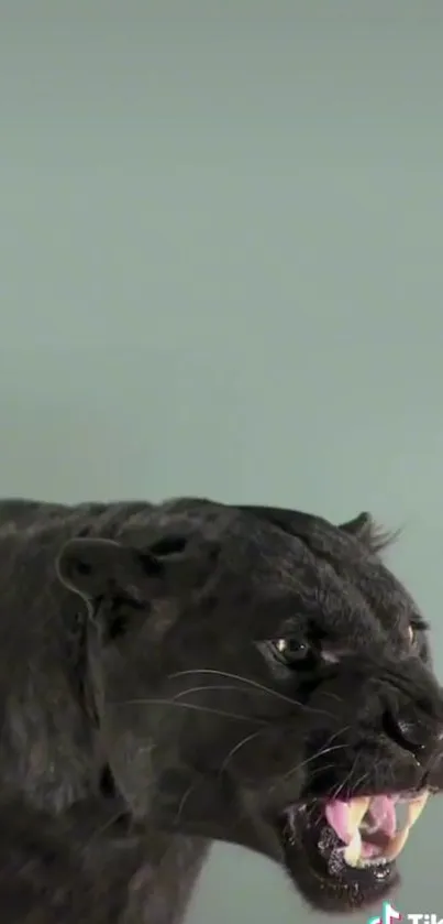 Majestic Black Panther Roar - free download