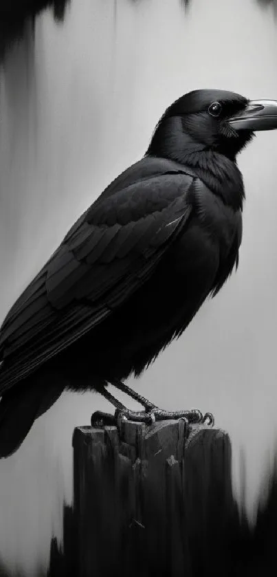 Majestic Black Raven Art - free download