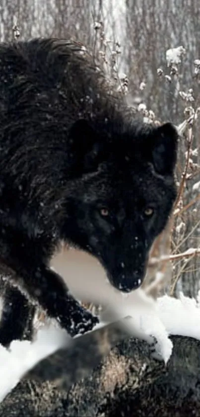Majestic Black Wolf in Snow - free download