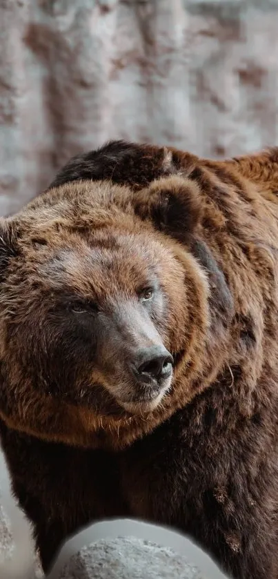 Majestic Brown Bear Wallpaper - free download