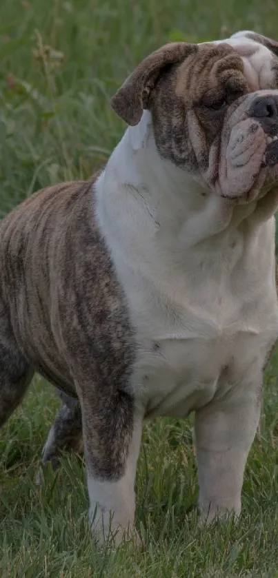 Majestic Bulldog in Nature - free download