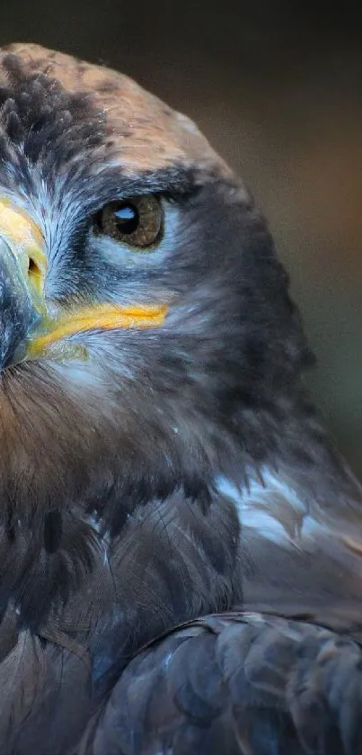 Majestic Eagle Mobile Wallpaper - free download