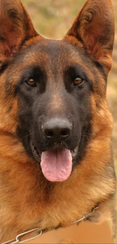 Majestic German Shepherd Close-up - free download