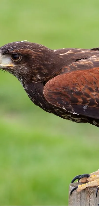 Majestic Hawk on Green Field - free download