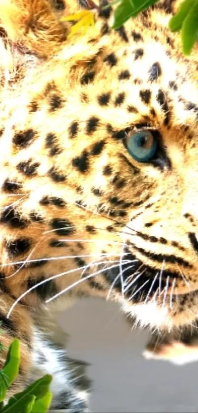 Majestic Leopard Close-Up Wallpaper - free download